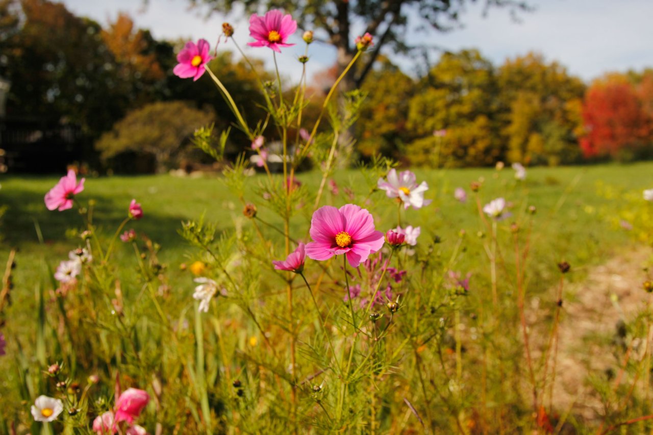 20 Spectacular Fall Wildflowers | HGTV