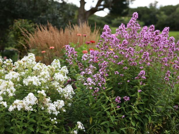 20 Spectacular Fall Wildflowers | HGTV