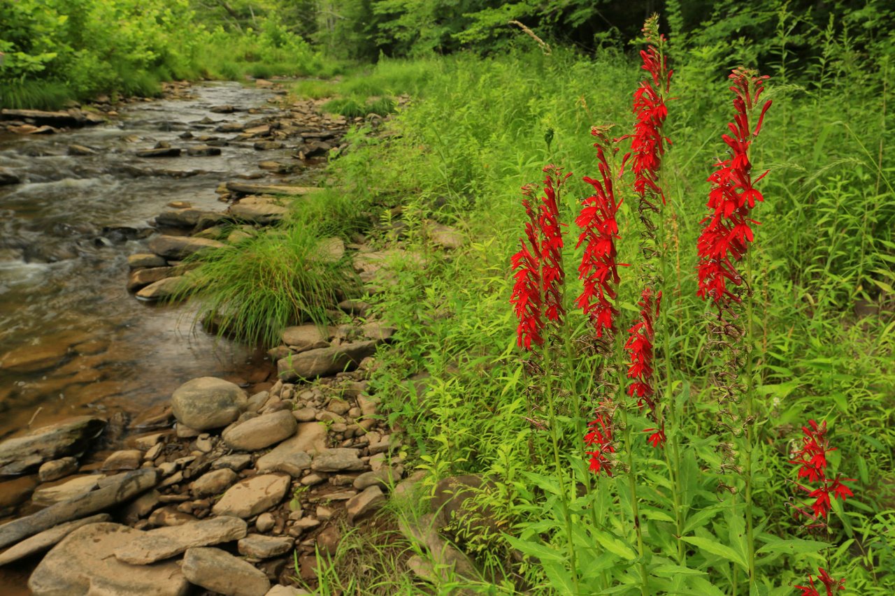 20 Spectacular Fall Wildflowers | HGTV