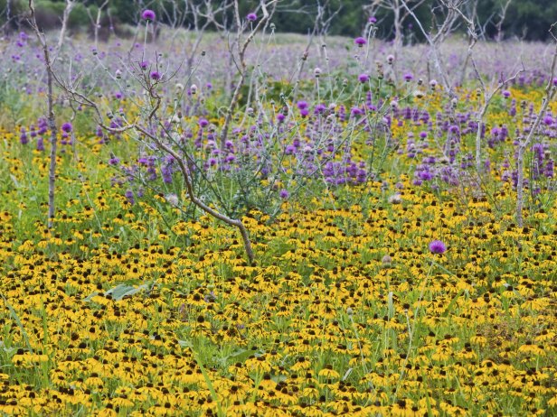 20 Spectacular Fall Wildflowers | HGTV