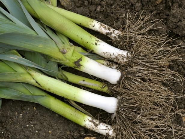Planting, Growing and Harvesting Leeks | HGTV