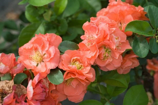 30 Peachy Plants to Celebrate Pantone's Color of the Year | HGTV