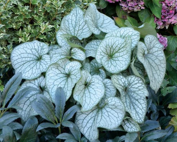 25 Best Silver Plants for Your Garden | HGTV