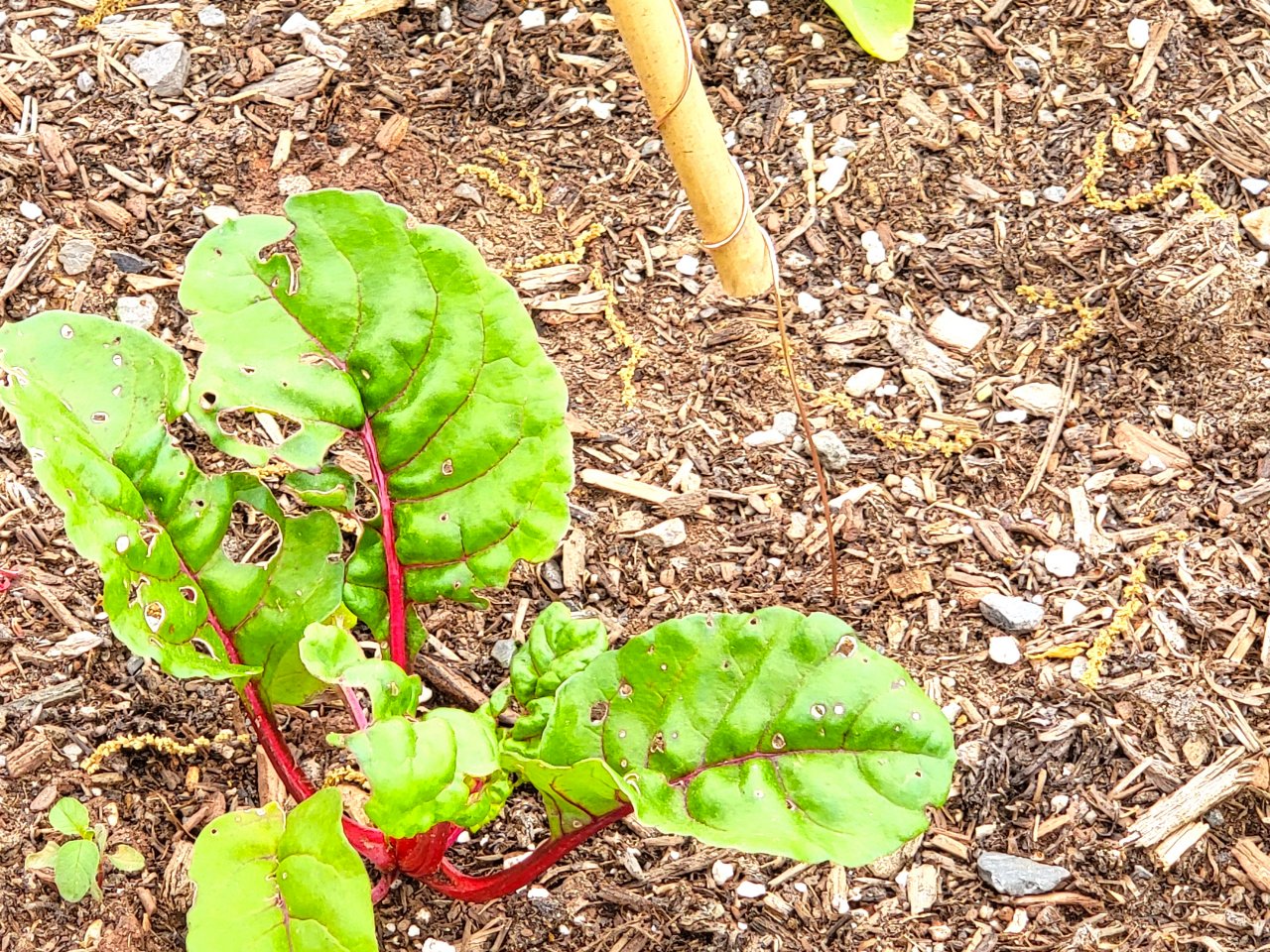 DIY Electroculture Antennas, Ground Rods and Magnetic Coils | How to ...
