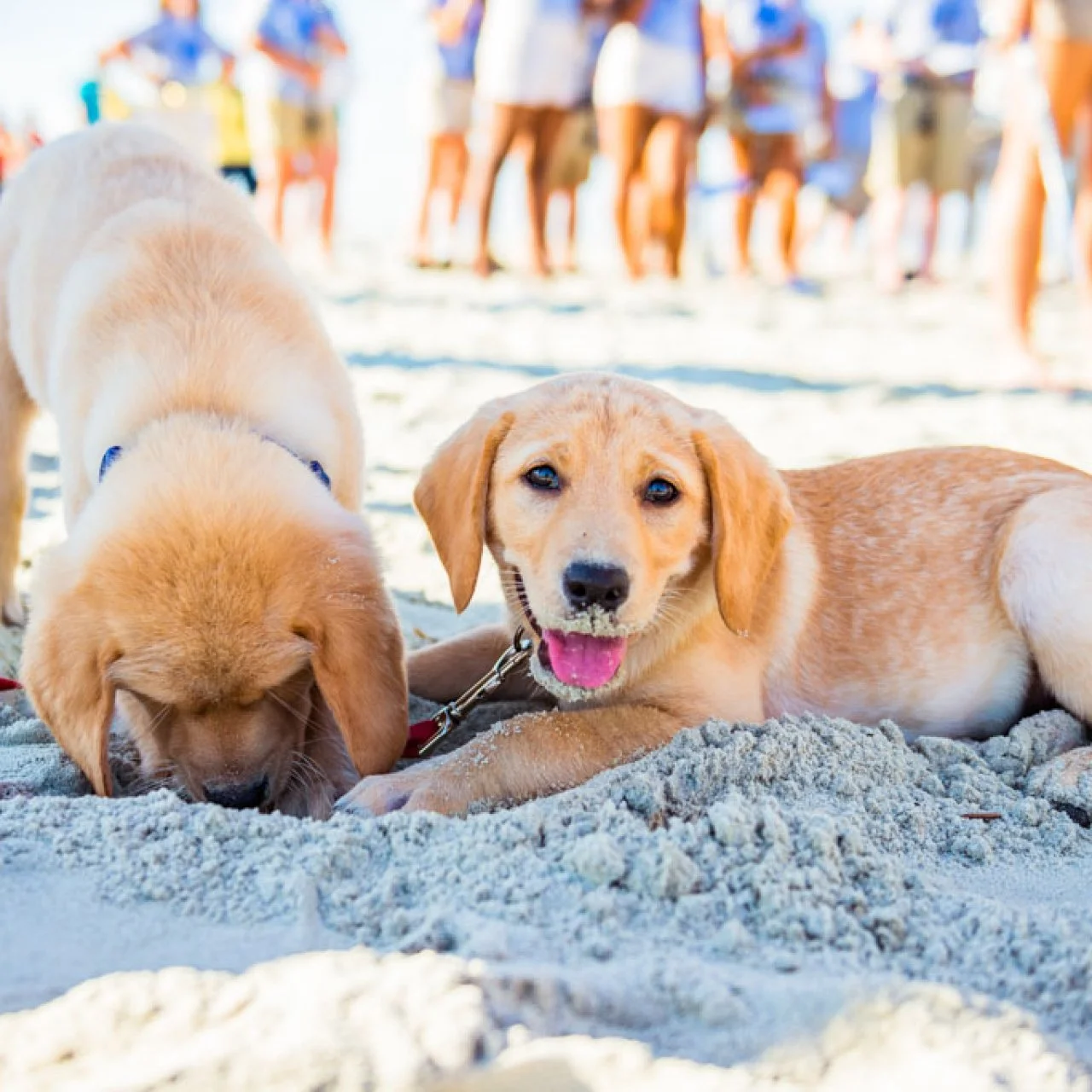 cute dog beach