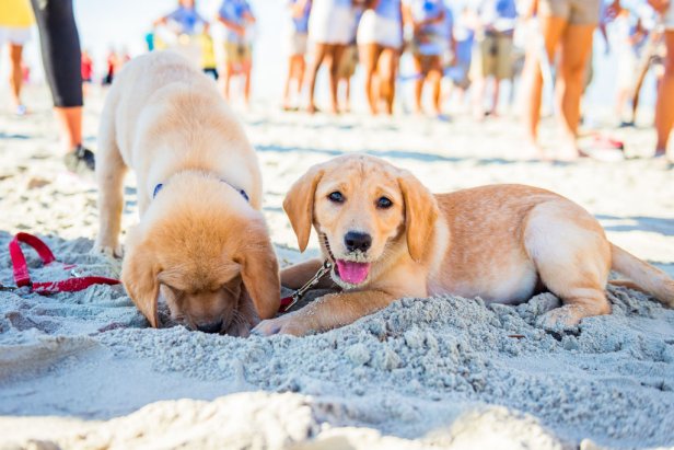 Best Dog-Friendly Beaches | HGTV