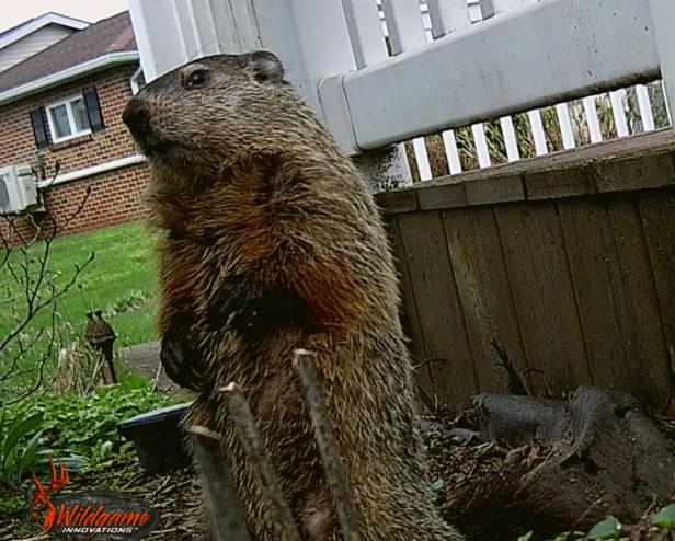 How to Get Humanely Get Rid of Groundhogs in Your Yard | HGTV
