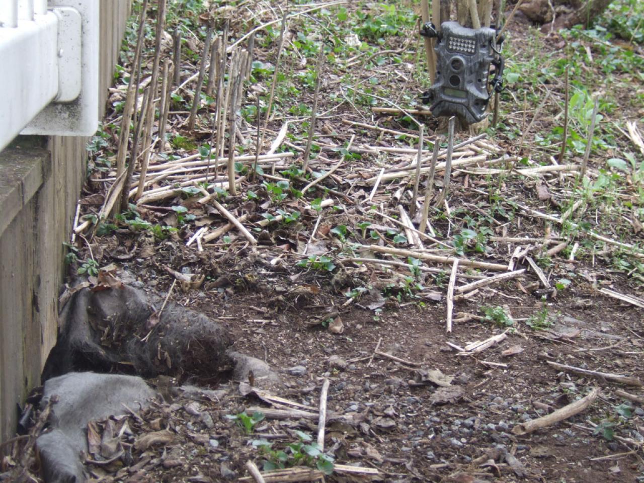 How to Get Humanely Get Rid of Groundhogs in Your Yard | HGTV