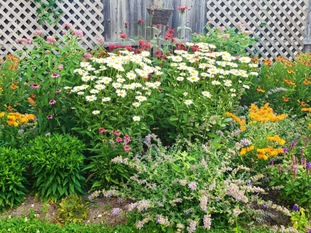 How to Make a Monarch Waystation | HGTV