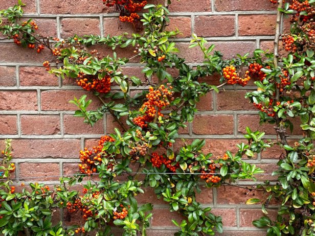 Pyracantha coccinea: What Need to Know about Firethorn | HGTV