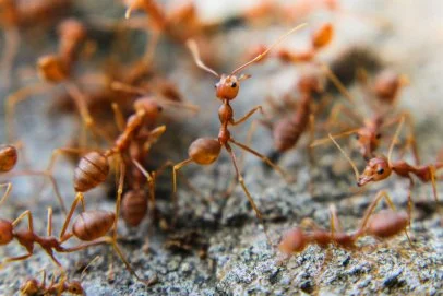 fire ant roles