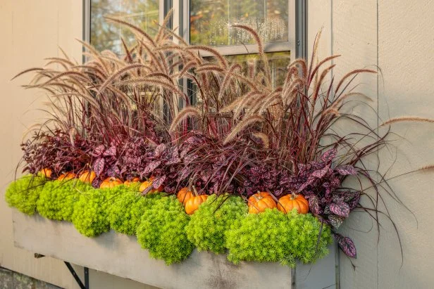 The 40 Best Window Planter Box Plants | HGTV