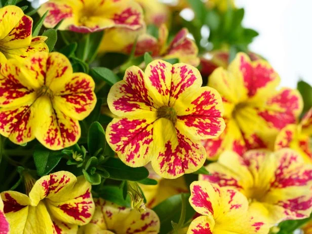 All the 2025 Flowers and Plants of the Year | HGTV