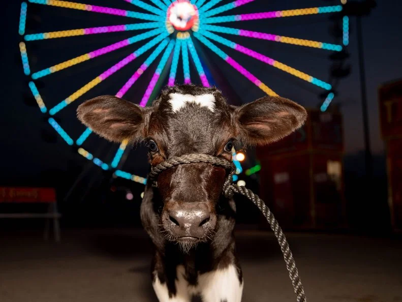Fun, Don’t-Miss Things To Do at the Fair in Every State | HGTV