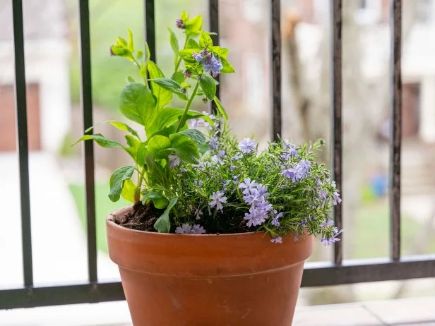 small herbaceous plants