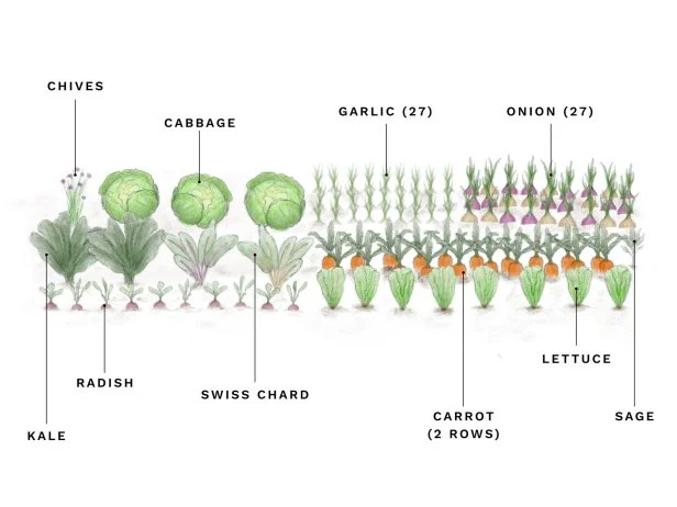 How to Plan and Design a Vegetable Garden with HGTV's Vegetable Garden ...