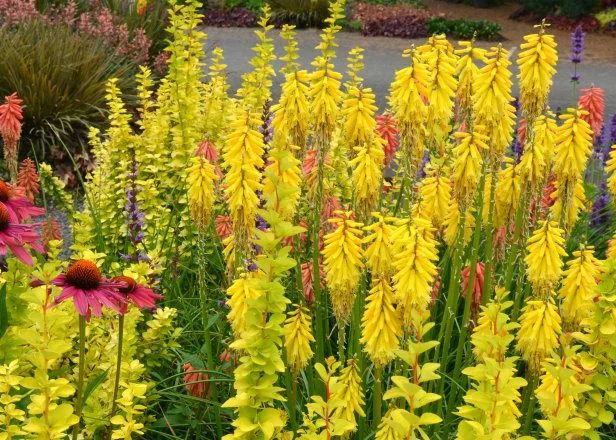 How to Plant, Grow and Care for Red Hot Poker Plants | HGTV