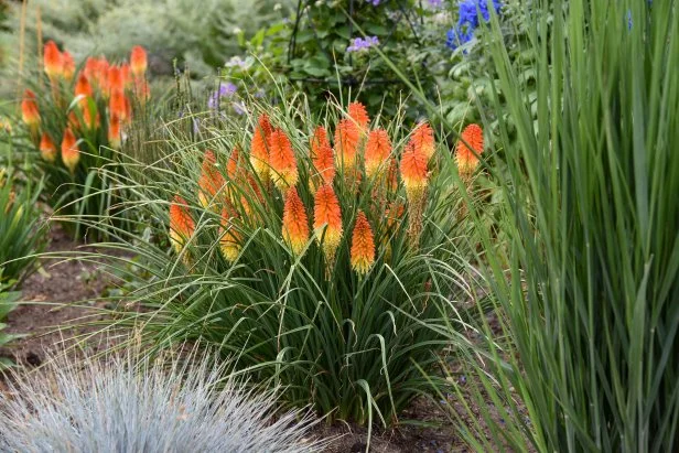 How to Plant, Grow and Care for Red Hot Poker Plants | HGTV
