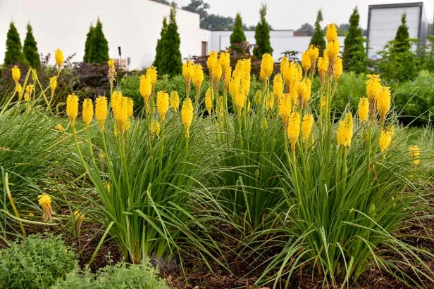 How to Plant, Grow and Care for Red Hot Poker Plants | HGTV