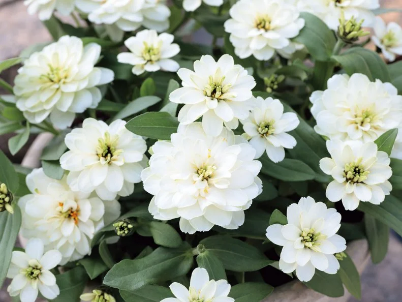 2026 Flowers and Plants of the Year | HGTV