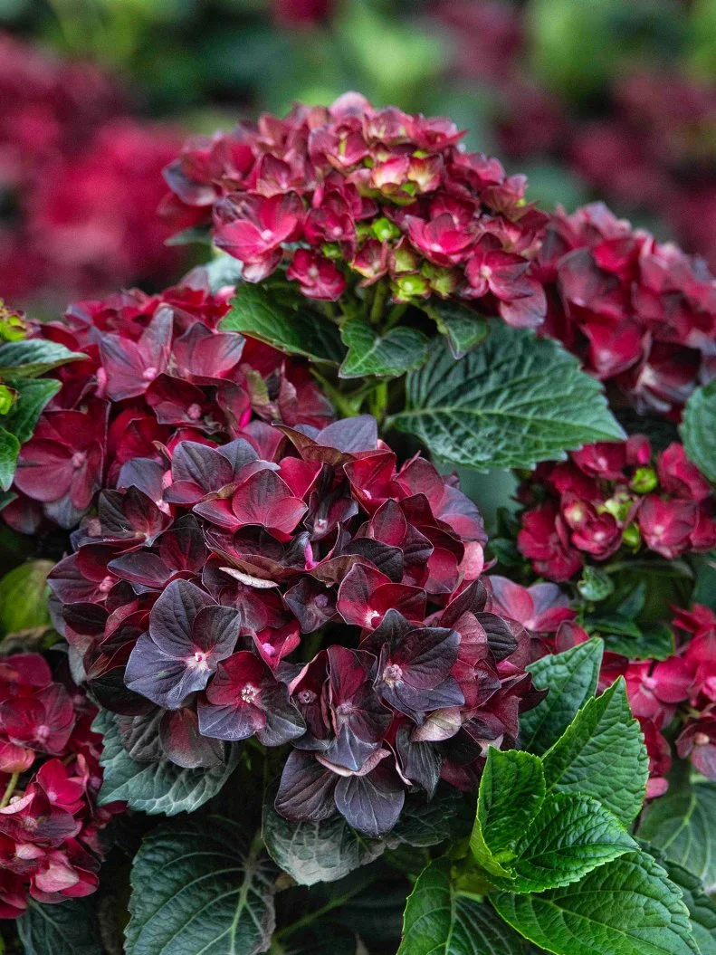2026 Flowers and Plants of the Year | HGTV