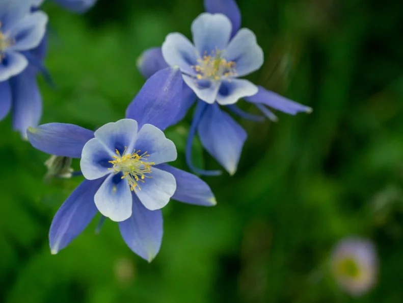 The 50 Official State Flowers In America | HGTV