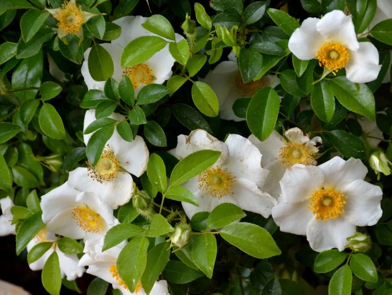 The 50 Official State Flowers In America | HGTV