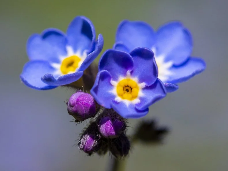 The 50 Official State Flowers In America | HGTV