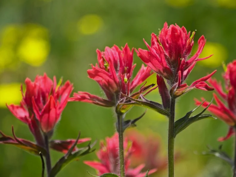 The 50 Official State Flowers In America | HGTV