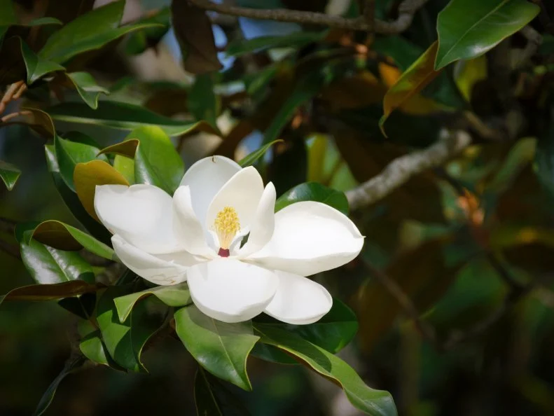 The 50 Official State Flowers In America | HGTV