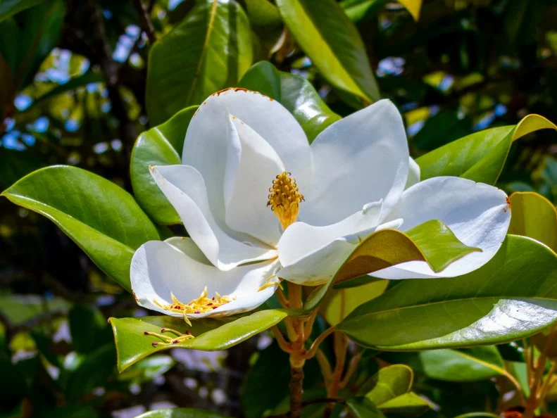 The 50 Official State Flowers In America | HGTV