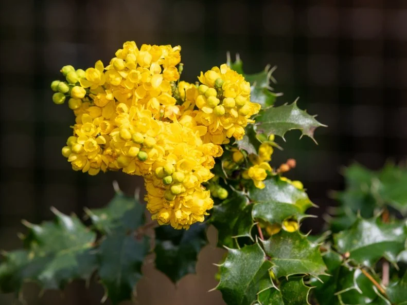 The 50 Official State Flowers In America | HGTV