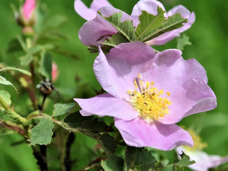 The 50 Official State Flowers In America | HGTV