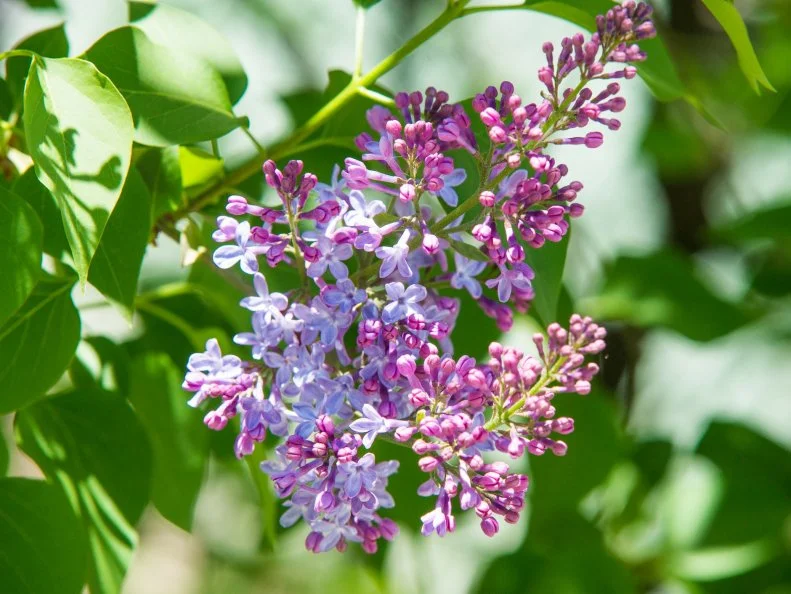 The 50 Official State Flowers In America | HGTV