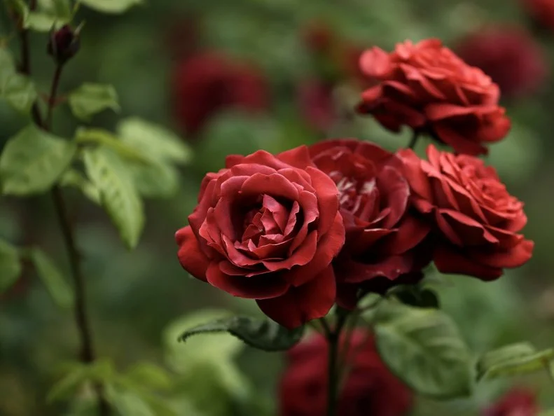 The 50 Official State Flowers In America | HGTV