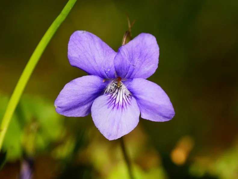 The 50 Official State Flowers In America | HGTV