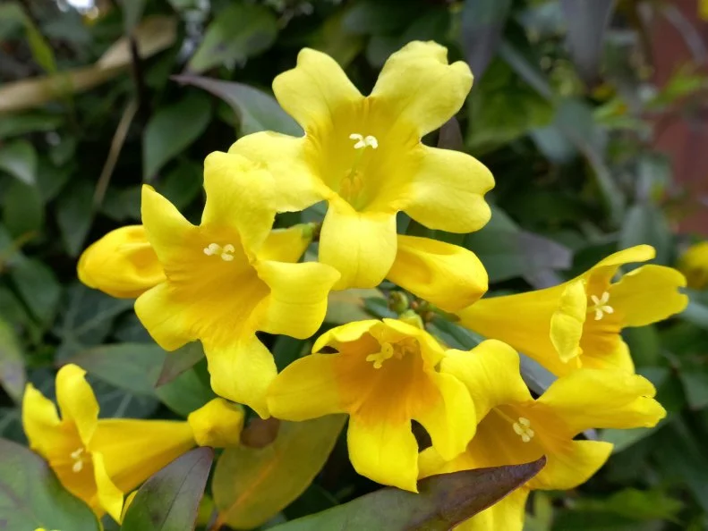 The 50 Official State Flowers In America | HGTV