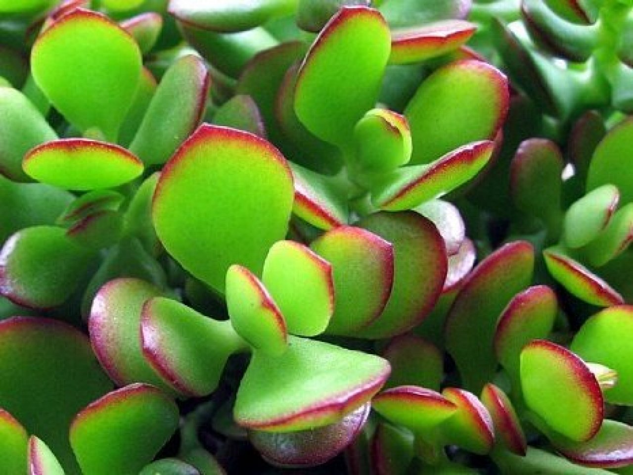 Jade Plant Care and Maintenance | HGTV