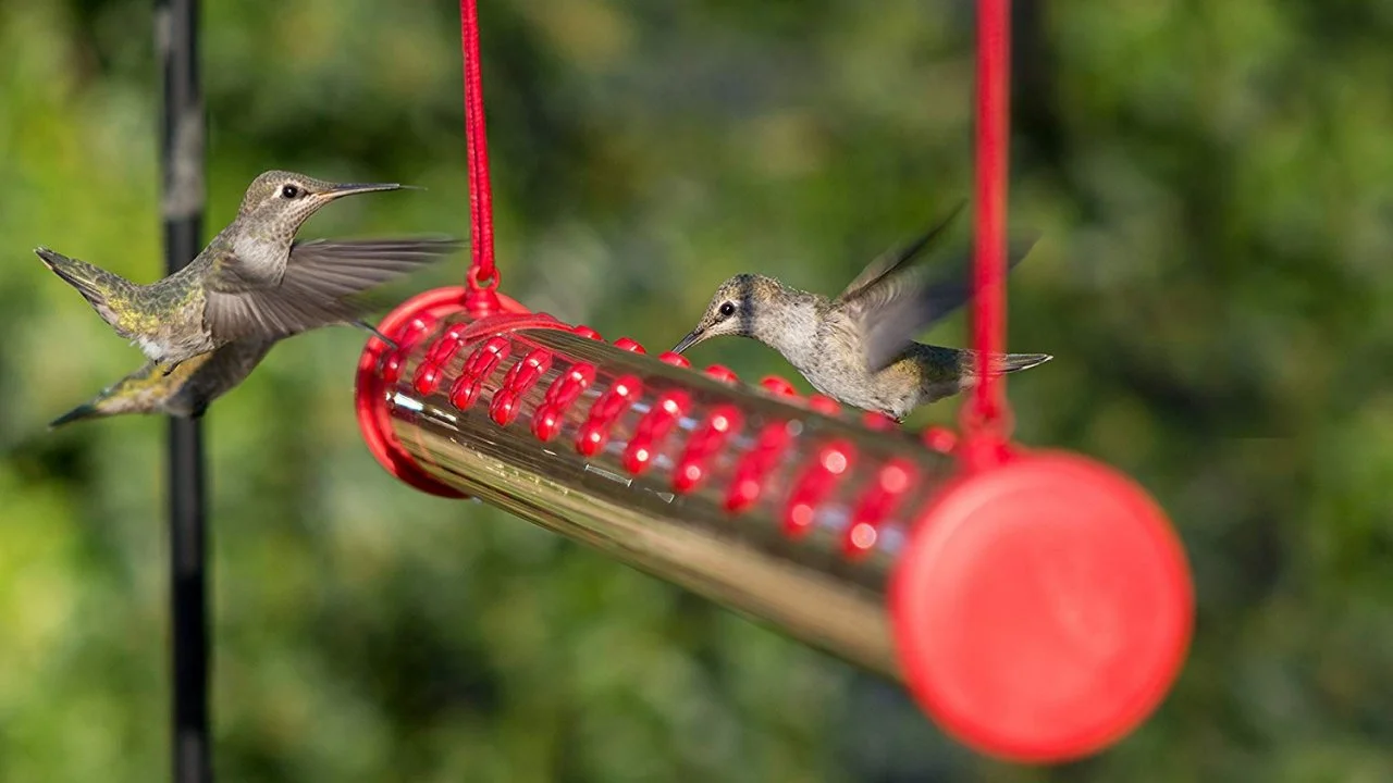 8 Best Hummingbird Feeders for 2023 HGTV Top Picks HGTV