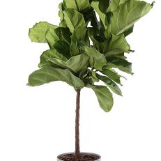 How to Take Care of Fiddle Leaf Fig | HGTV