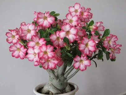 How to Grow Desert Rose | HGTV