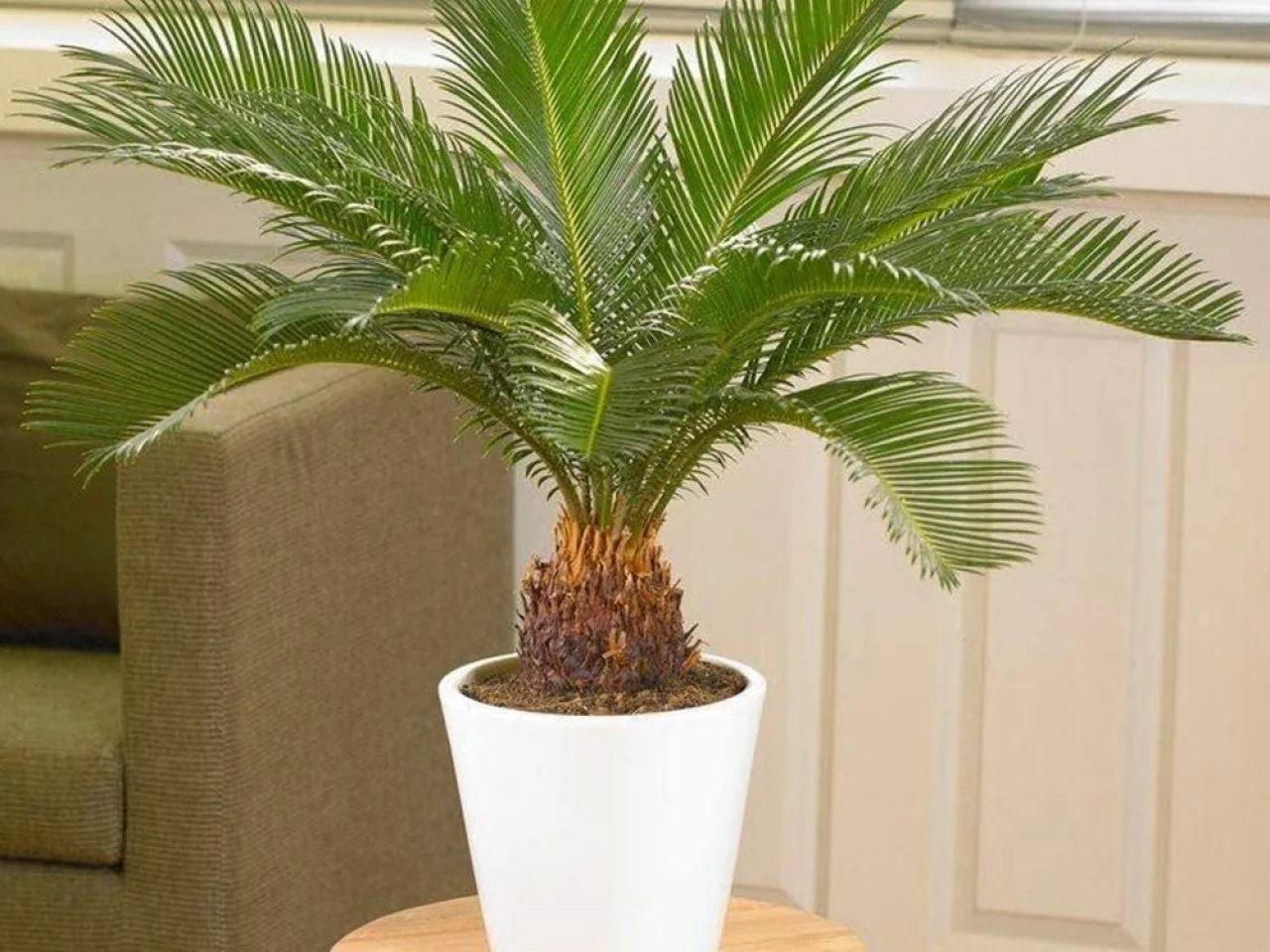 cycas palm