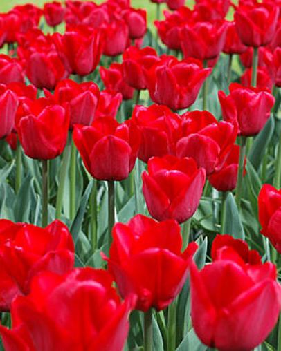Tulips: How to Plant, Grow and Care for Tulips | HGTV