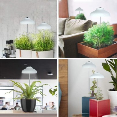 Houseplant Care: 9 Keys to Success for Houseplants + Products We Love ...