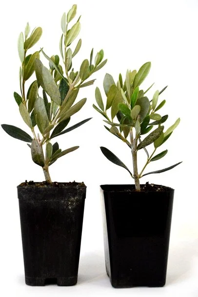 Olive Tree Care: Grow an Olive Tree Indoors | HGTV