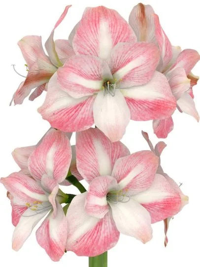 Growing Amaryllis | HGTV