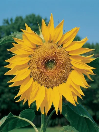 Sunflower Plants Guide: Tips on How to Grow Sunflowers | HGTV