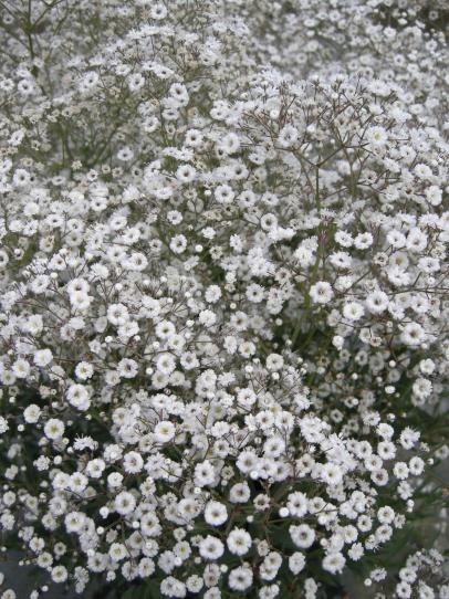 How to Grow Baby's Breath and Use it in Arrangements | HGTV