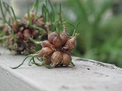 Egyptian Walking Onions | How to Grow | HGTV
