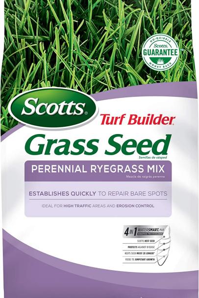 How to Sow Grass Seeds in Winter | HGTV